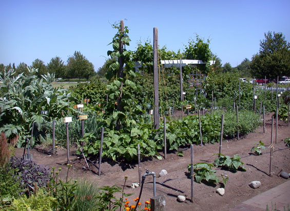 Community Gardens - Washington County, Wisconsin - Master Gardeners ...